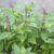 Fresh Organic Foods - Pure Organic Food in Bangladesh